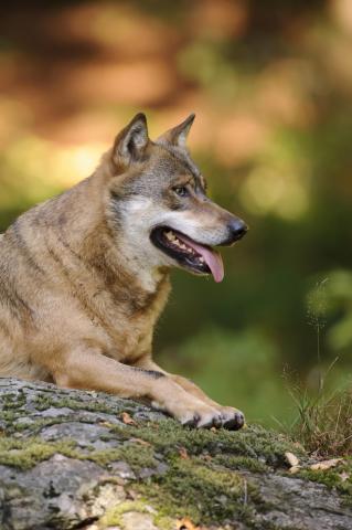 Wolf | Wild auf Wild